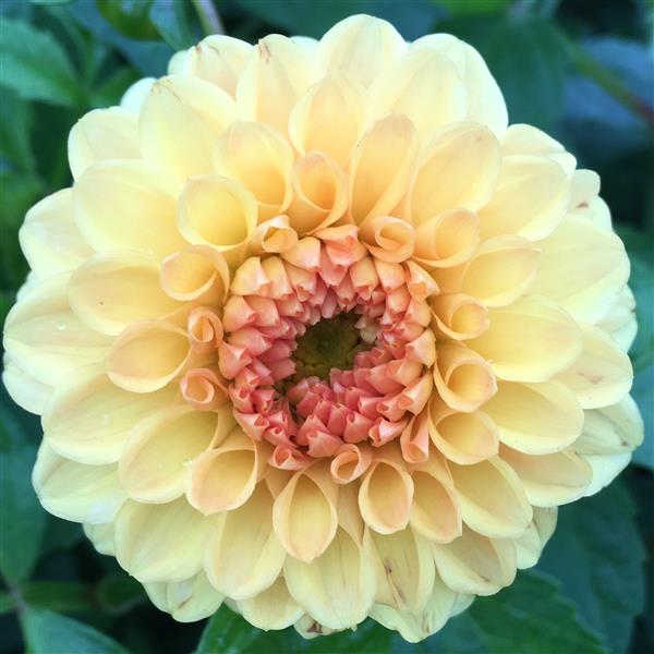 Golden Scepter Dahlia Tuber | Pisarcik Flower Farm