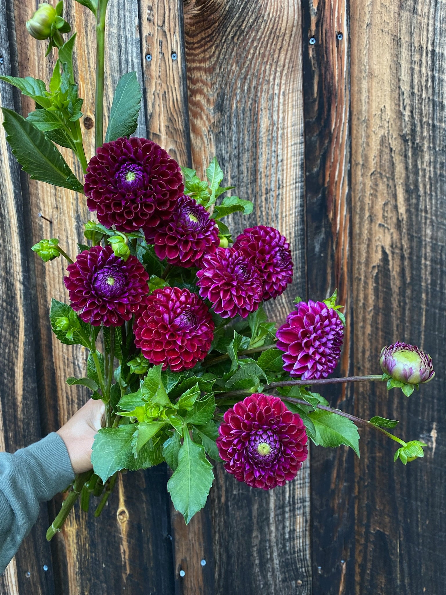 Ivanetti Dahlia Tubers | Pisarcik Flower Farm