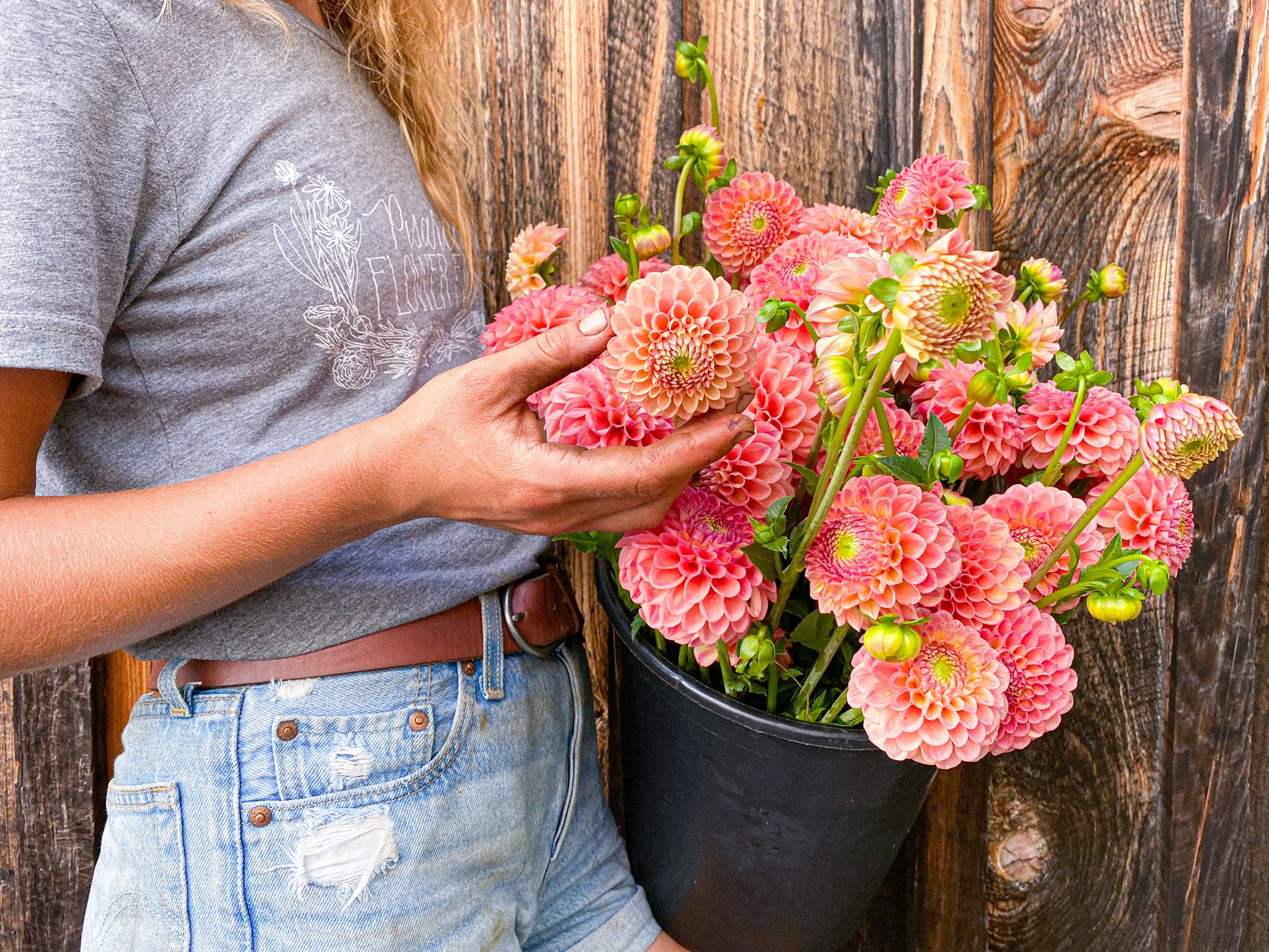 Snoho Doris Dahlia Tubers Pisarcik Flower Farm