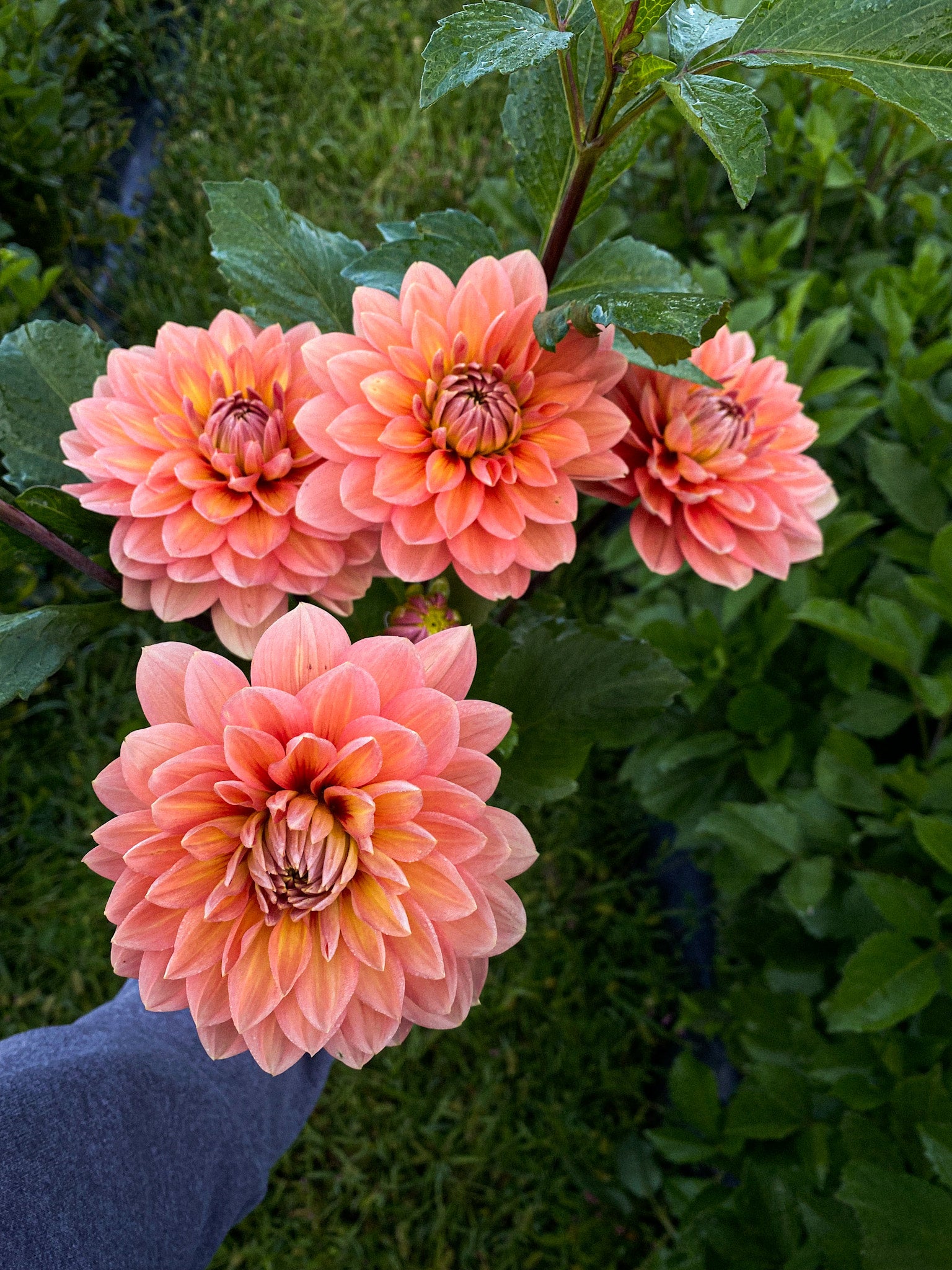 Nicholas Dahlia Tubers Pisarcik Flower Farm